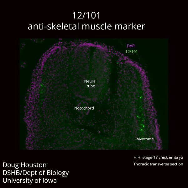 Skeletal muscle marker Antibody (12/101) - DSHB