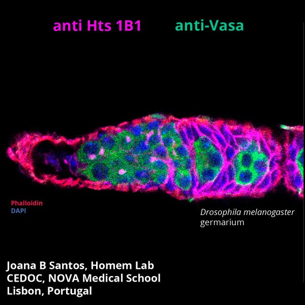 Hts Antibody (1B1) - DSHB