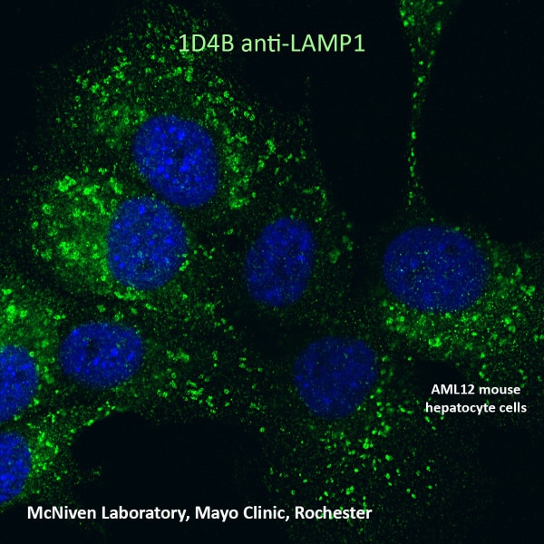 Lamp1 Antibody (1D4B) - DSHB