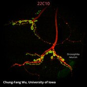 Repo Antibody (8D12 anti-Repo) - DSHB