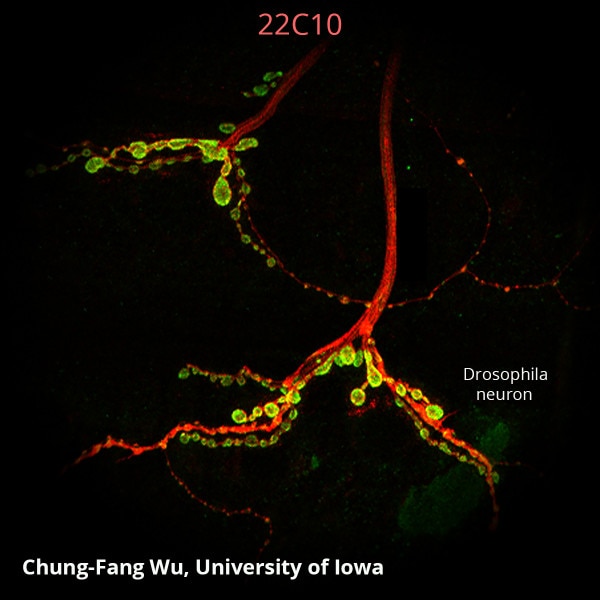 Futsch Antibody (22C10) - DSHB