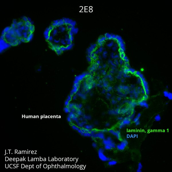 Lamc Antibody (2E8) - DSHB