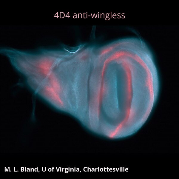 Wg Antibody (4D4) - DSHB
