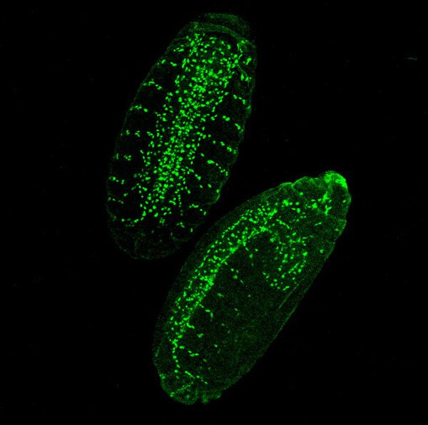 Repo Antibody (8D12 anti-Repo) - DSHB