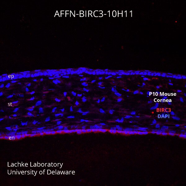 BIRC3 Antibody (AFFN-BIRC3-10H11) - DSHB