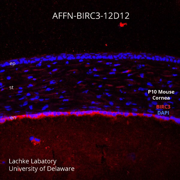 BIRC3 Antibody (AFFN-BIRC3-12D12) - DSHB