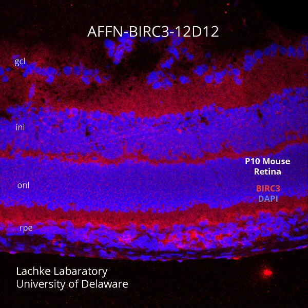 BIRC3 Antibody (AFFN-BIRC3-12D12) - DSHB