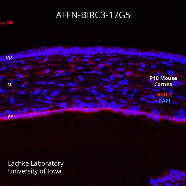 BIRC3 Antibody (AFFN-BIRC3-17G5) - DSHB