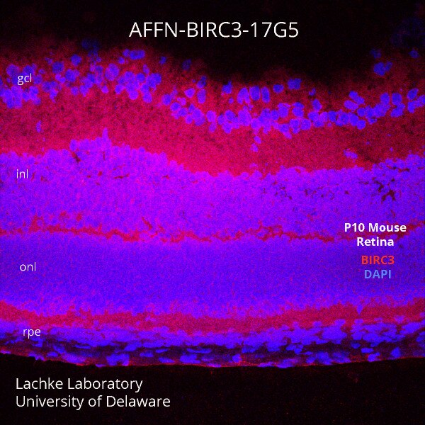 BIRC3 Antibody (AFFN-BIRC3-17G5) - DSHB
