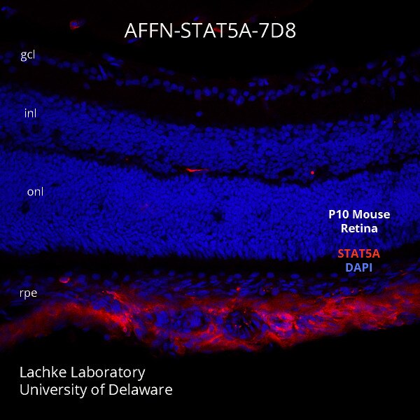 STAT5A Antibody (AFFN-STAT5A-7D8) - DSHB