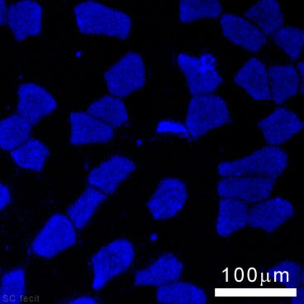 Myosin heavy chain type I Antibody (BA-D5) - DSHB