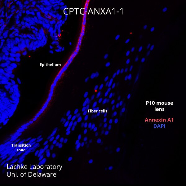 Annexin A1 Antibody (CPTC-ANXA1-1) - DSHB