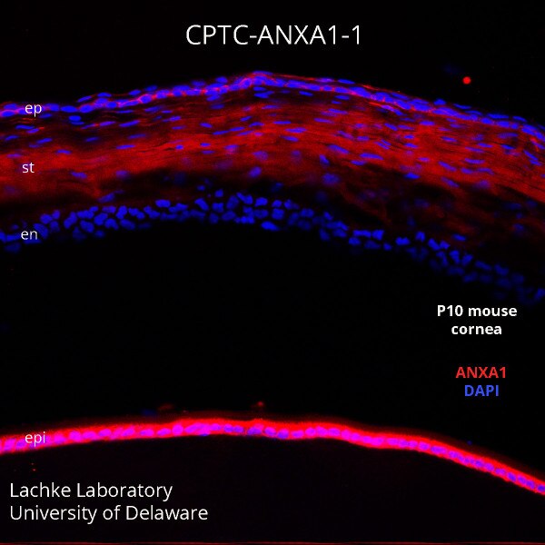 Annexin A1 Antibody (CPTC-ANXA1-1) - DSHB