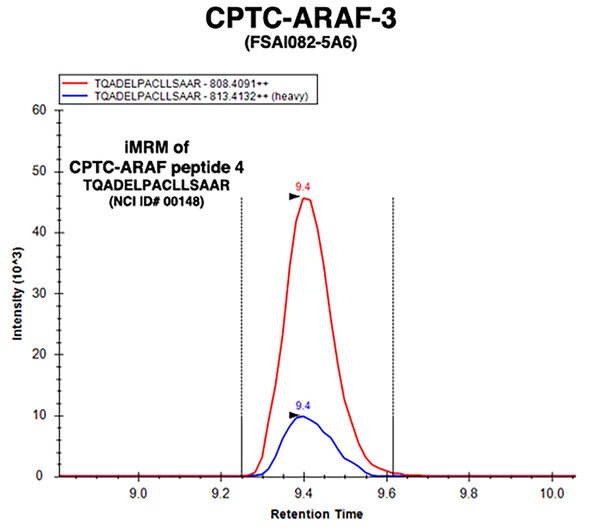ARAF Antibody (CPTC-ARAF-3) - DSHB