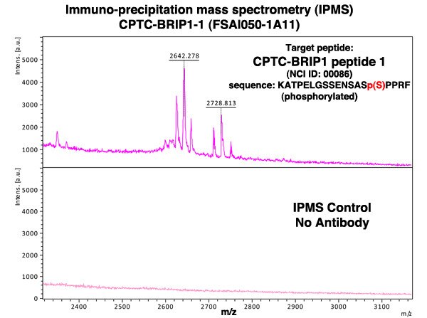 BRIP Antibody (CPTC-BRIP1-1) - DSHB