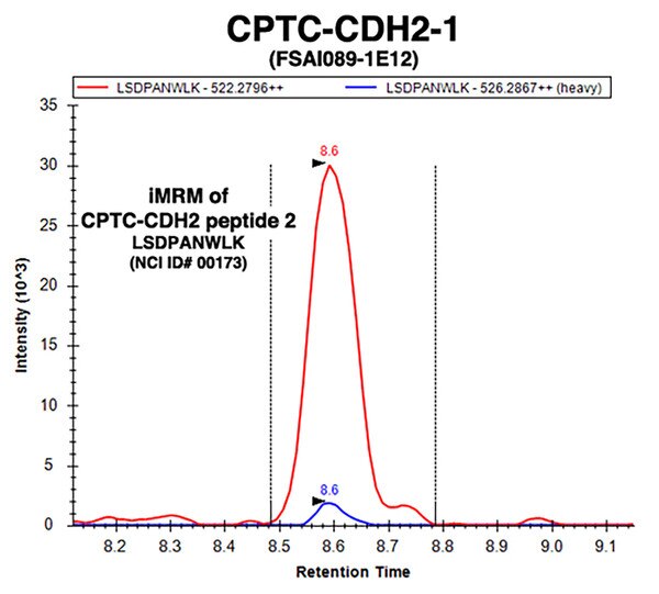 CDH2 Antibody (CPTC-CDH2-1) - DSHB