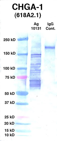 CHGA Antibody (CPTC-CHGA-1) - DSHB