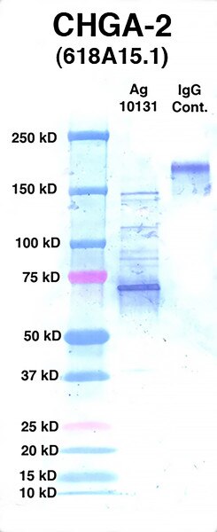 CHGA Antibody (CPTC-CHGA-2) - DSHB