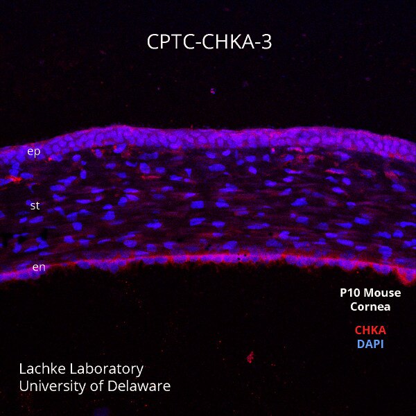 Choline kinase alpha Antibody (CPTC-CHKA-2) - DSHB