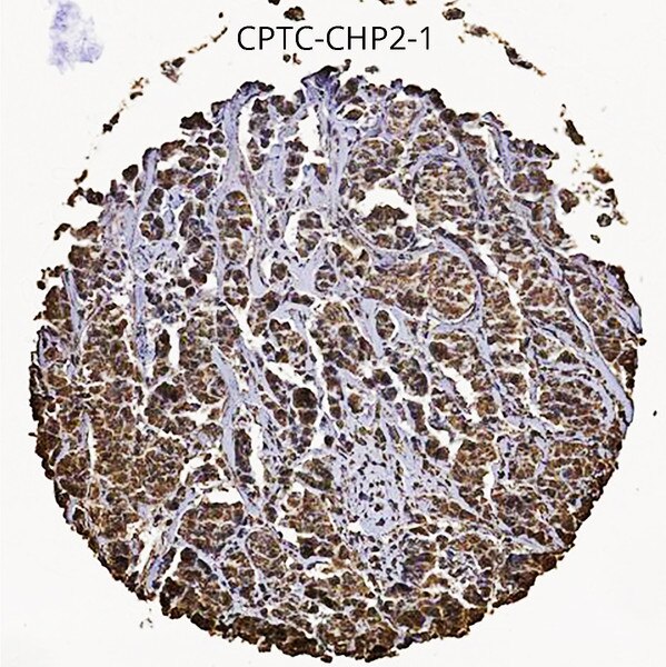 CHP2 Antibody (CPTC-CHP2-1) - DSHB
