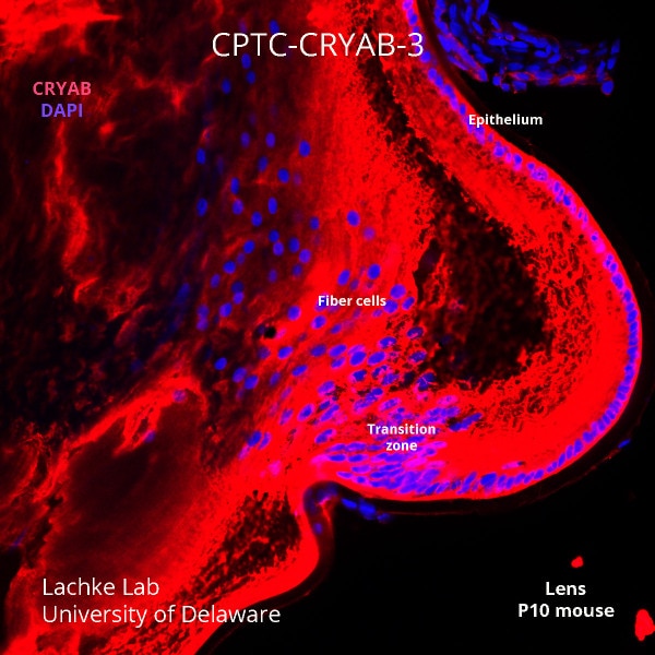 CRYAB -crystallin alpha B Antibody (CPTC-CRYAB-3) - DSHB