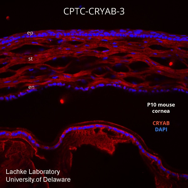 CRYAB -crystallin alpha B Antibody (CPTC-CRYAB-3) - DSHB