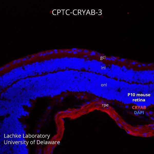 CRYAB -crystallin alpha B Antibody (CPTC-CRYAB-3) - DSHB