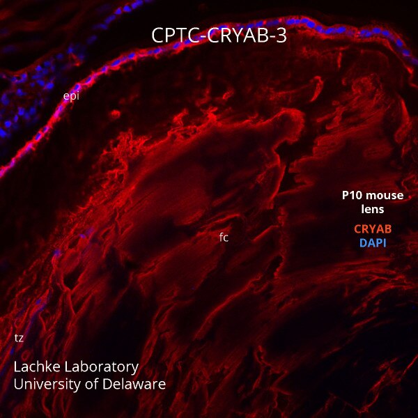 CRYAB -crystallin alpha B Antibody (CPTC-CRYAB-3) - DSHB