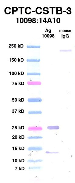 Cystatin B Antibody (CPTC-CSTB-3) - DSHB