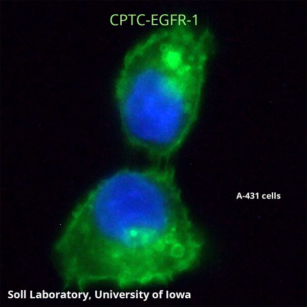EGFR Antibody (CPTC-EGFR-1) - DSHB