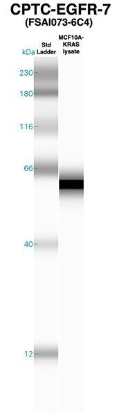 EGFR Antibody (CPTC-EGFR-7) - DSHB