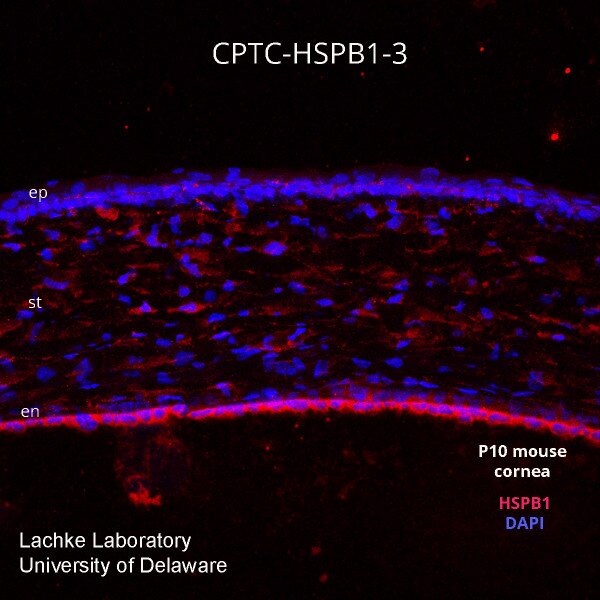 HSPB1 Antibody (CPTC-HSPB1-3) - DSHB