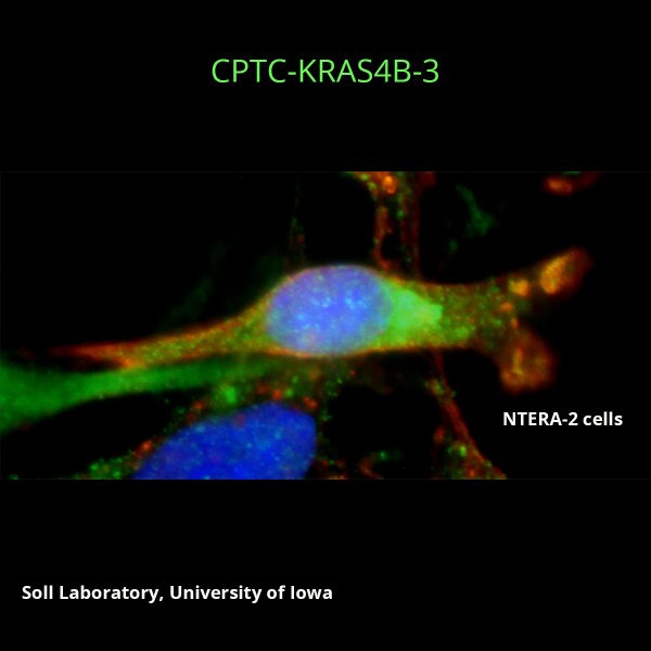 KRAS Antibody (CPTC-KRAS4B-3) - DSHB