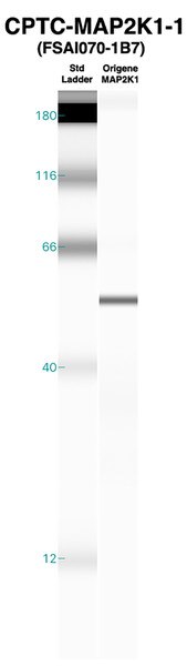 MEK1 Antibody (CPTC-MAP2K1-1) - DSHB
