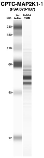 MEK1 Antibody (CPTC-MAP2K1-1) - DSHB