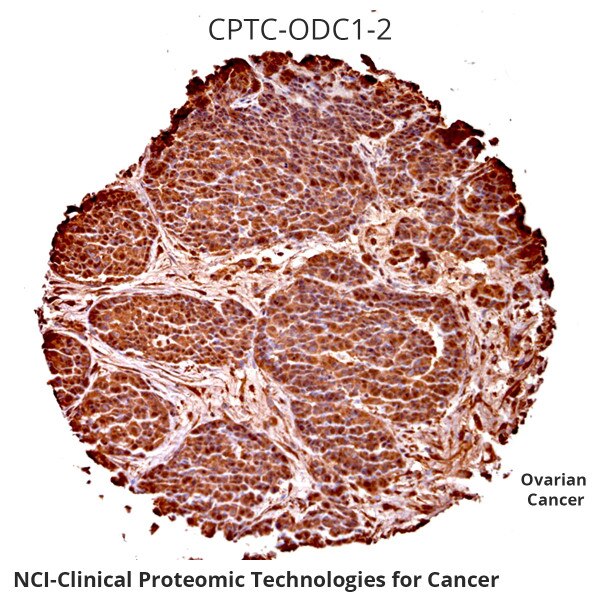 Ornithine Decarboxylase 1 Antibody (CPTC-ODC1-2) - DSHB