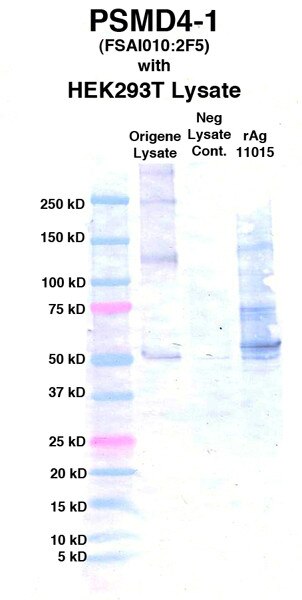 Proteasome PSMD4-1 Antibody (CPTC-PSMD4-1) - DSHB