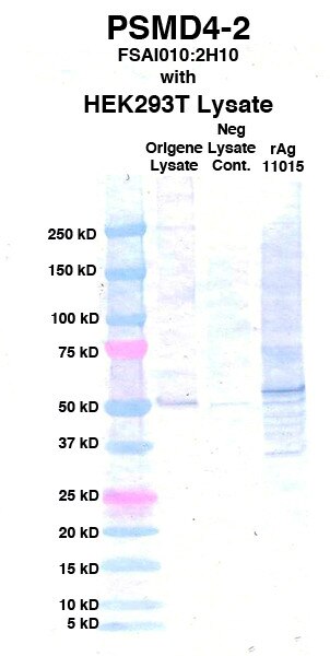 Proteasome Antibody (CPTC-PSMD4-2) - DSHB