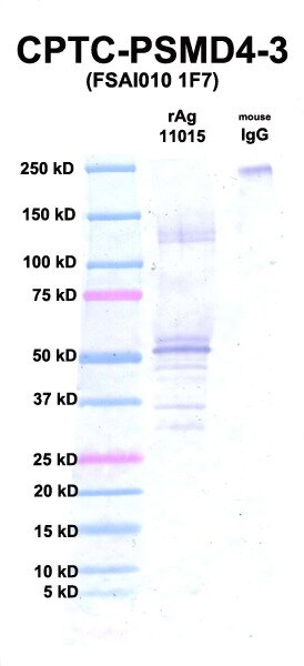 Proteasome Antibody (CPTC-PSMD4-3) - DSHB