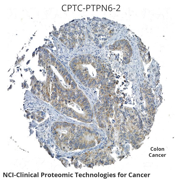 PTPN6 Antibody (CPTC-PTPN6-2) - DSHB