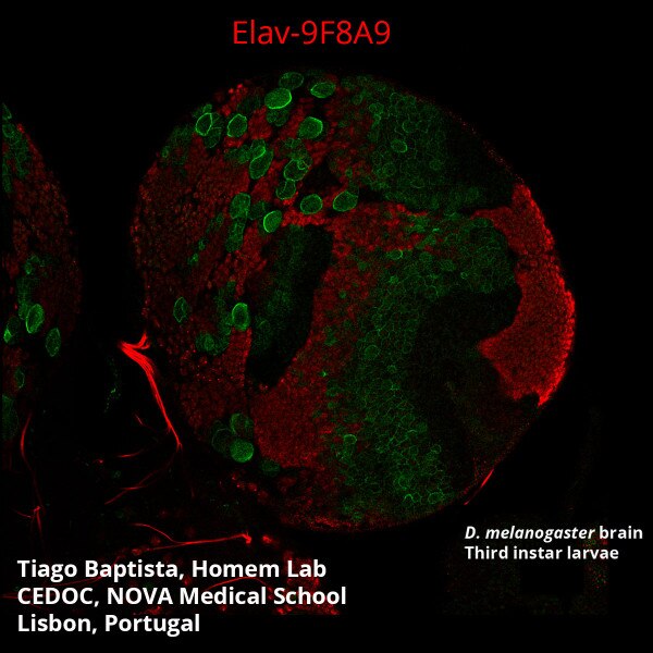 elav Antibody (Elav-9F8A9) - DSHB