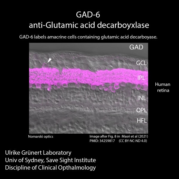 Gad2 Antibody (GAD-6) - DSHB