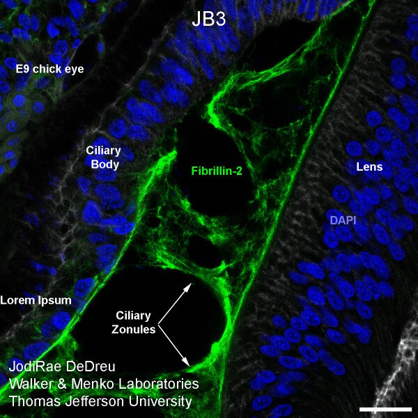 Fibrillin 2-like Antibody (JB3) - DSHB