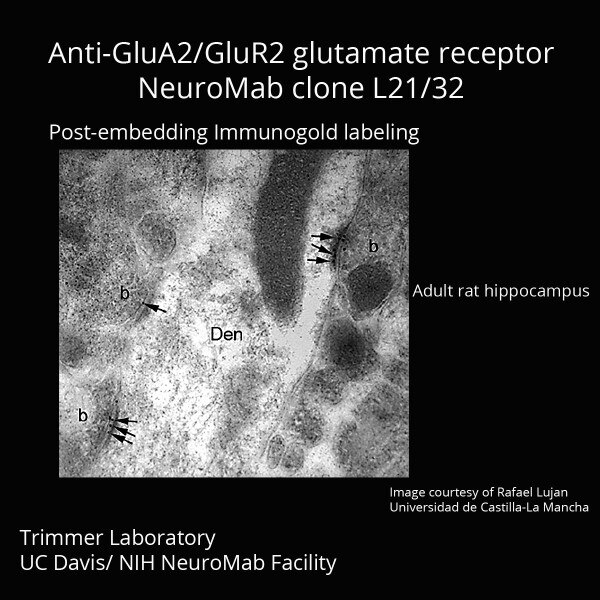 GRIA2 Antibody (L21/32) - DSHB