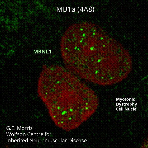 MBNL1 Antibody (MB1a(4A8)) - DSHB