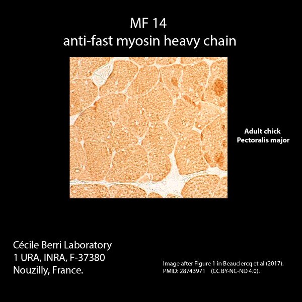 Myosin heavy chain, adult Antibody (MF 14) - DSHB