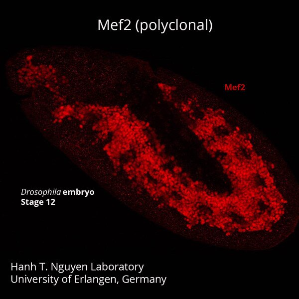 Mef2 Antibody (Mef2) - DSHB