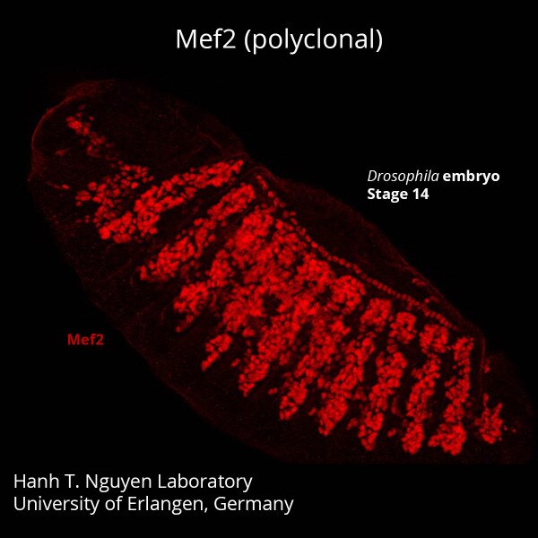 Mef2 Antibody (Mef2) - DSHB