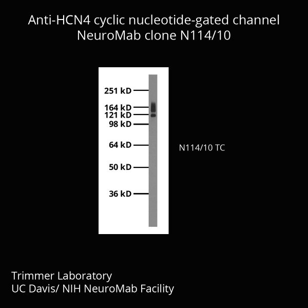 HCN4 Antibody (N114/10) - DSHB