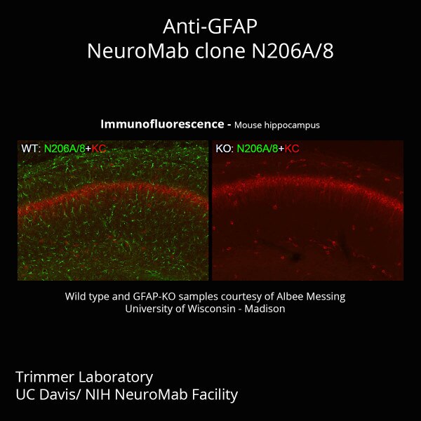 GFAP Antibody (N206A/8) - DSHB